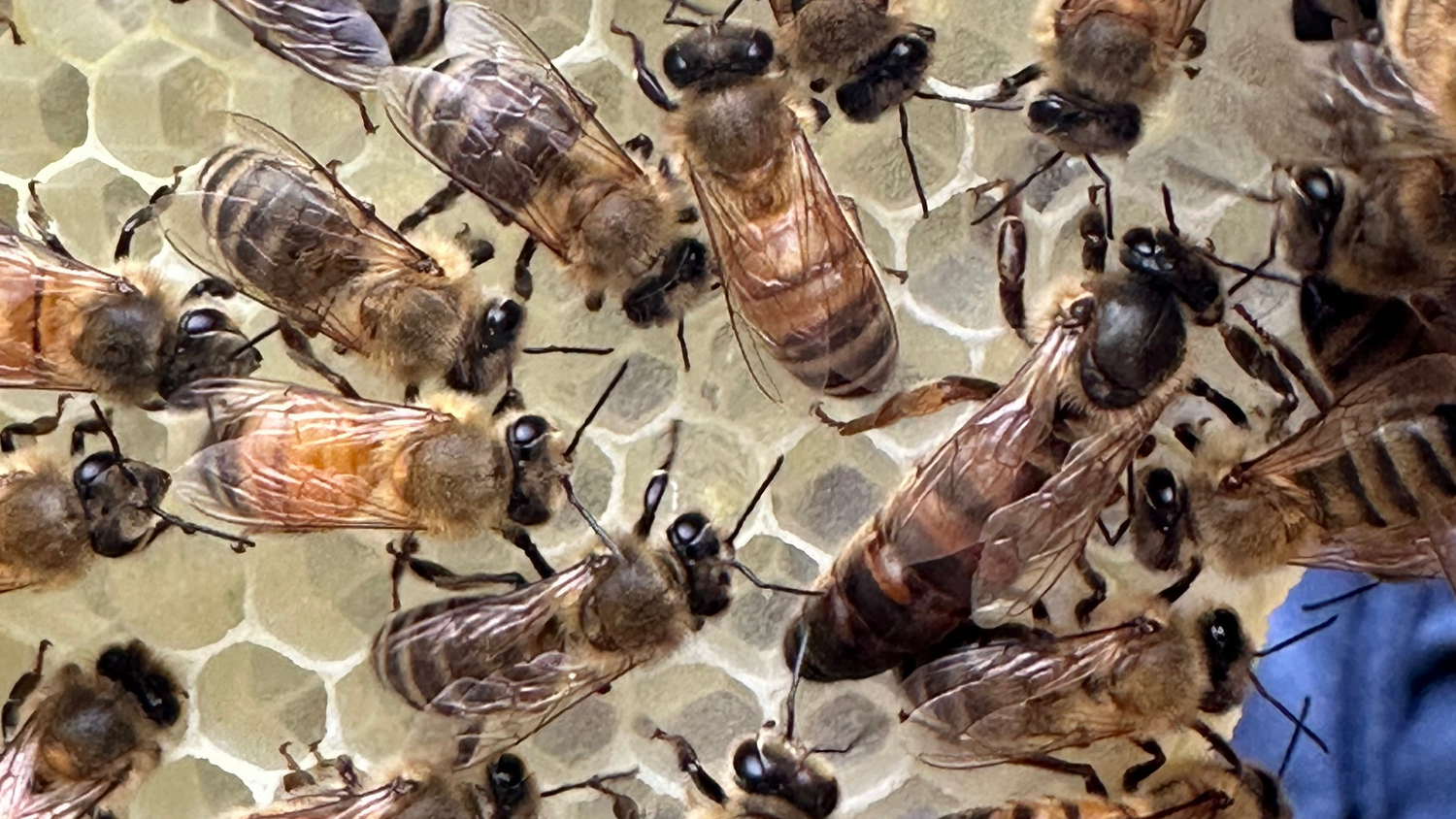 Bees – The Newbee Store
